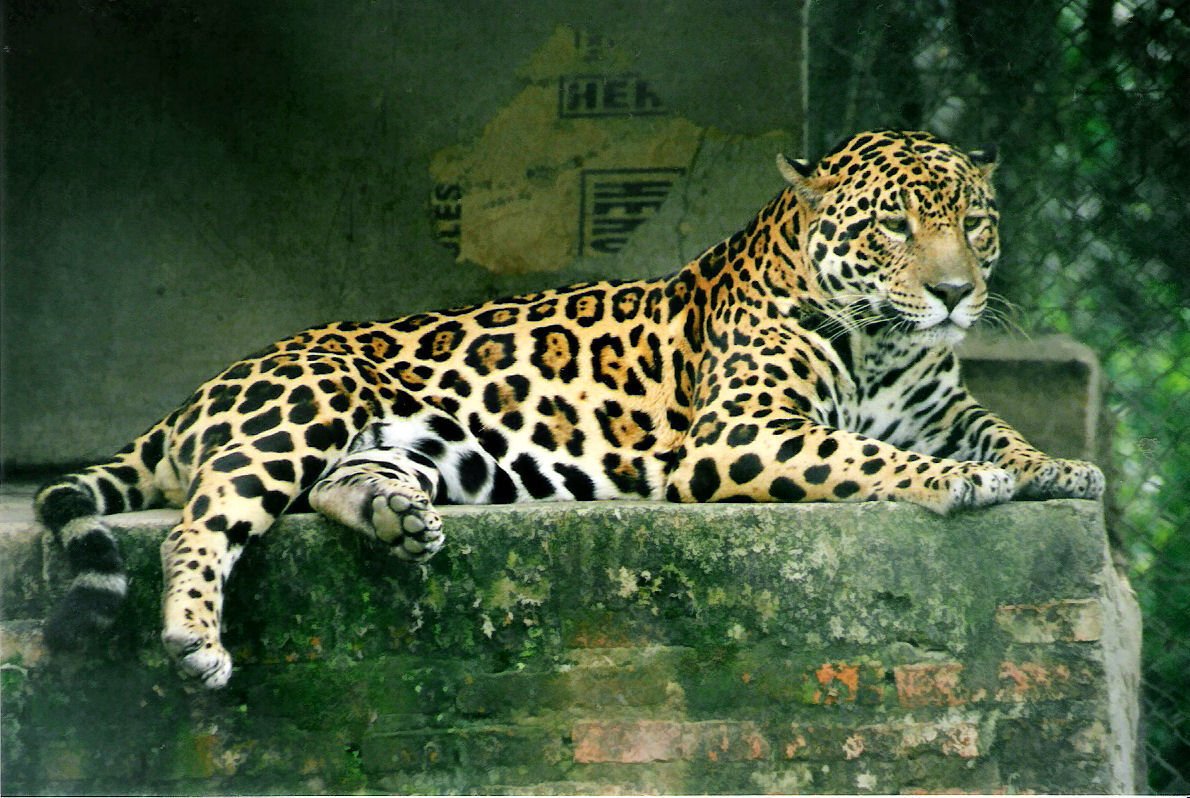 EL MUNDO ANIMAL: FELINOS genero Panthera(LEÓN,LEOPARDO, TIGRE Y JAGUAR)